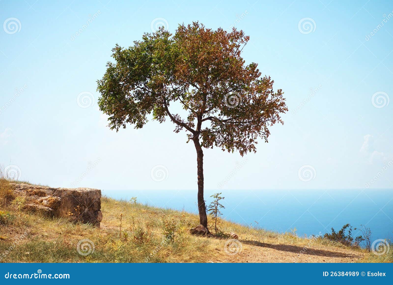 Sea and tree stock image. Image of brick, recreation - 26384989