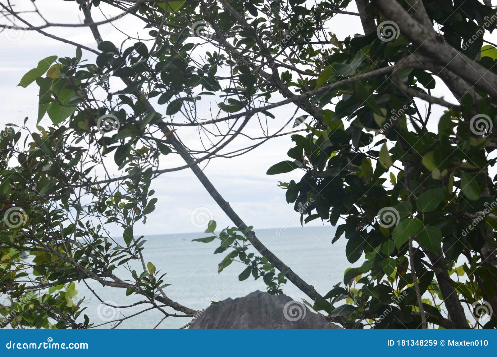 Sea between Trees in a Hidden Beach Stock Image - Image of forest ...