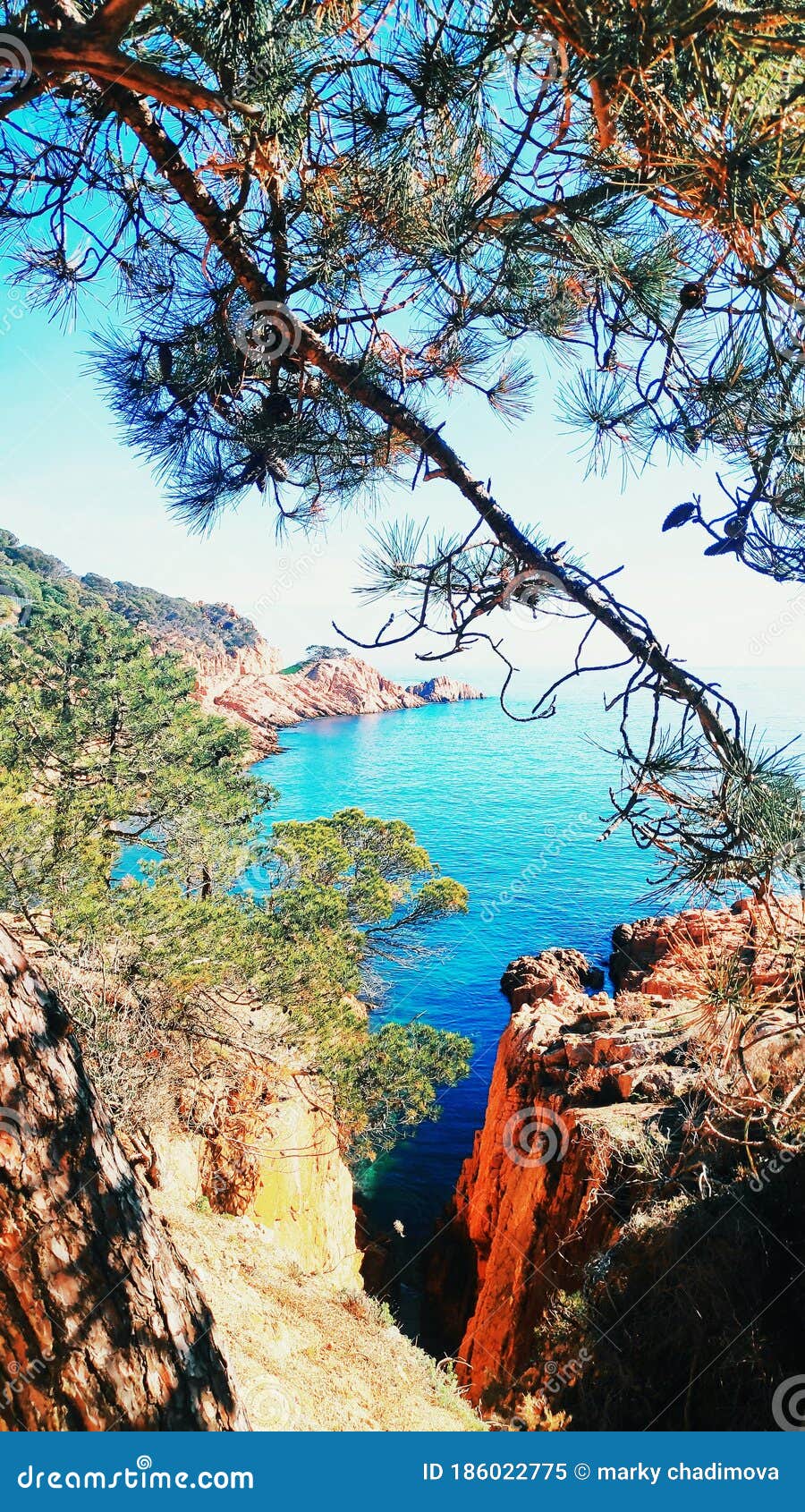 Sea and trees stock image. Image of trees, terrain, coast - 186022775