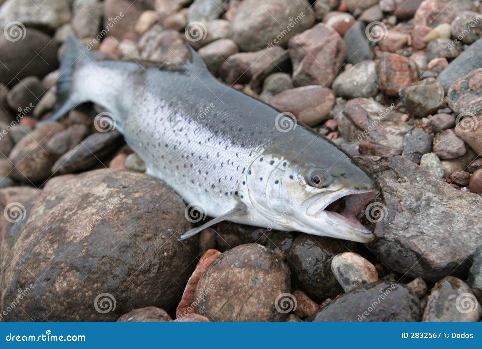 Sea trout stock image. Image of steal, trut, tail, angling - 2832567