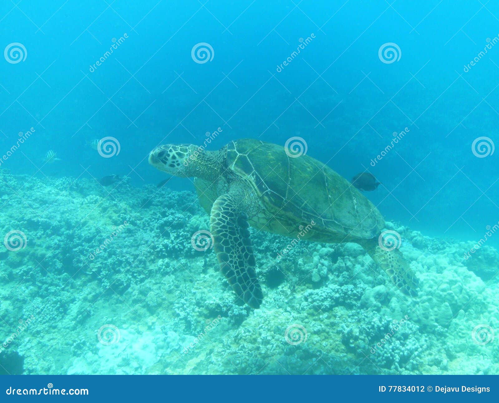 Sea Turtile in the Deep Blue Sea Stock Photo - Image of ridley, ocean ...
