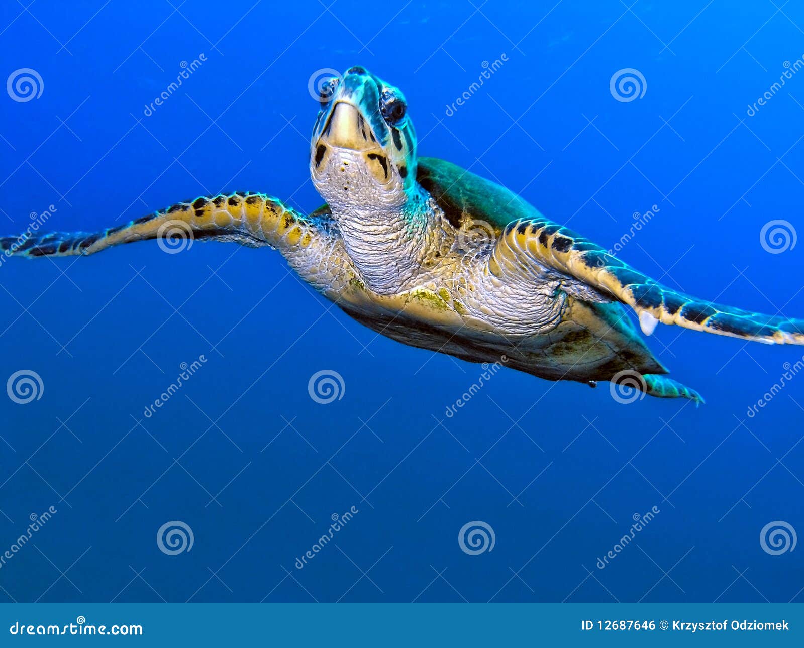 Sea turtle stock photo. Image of animal, clear, nature - 12687646