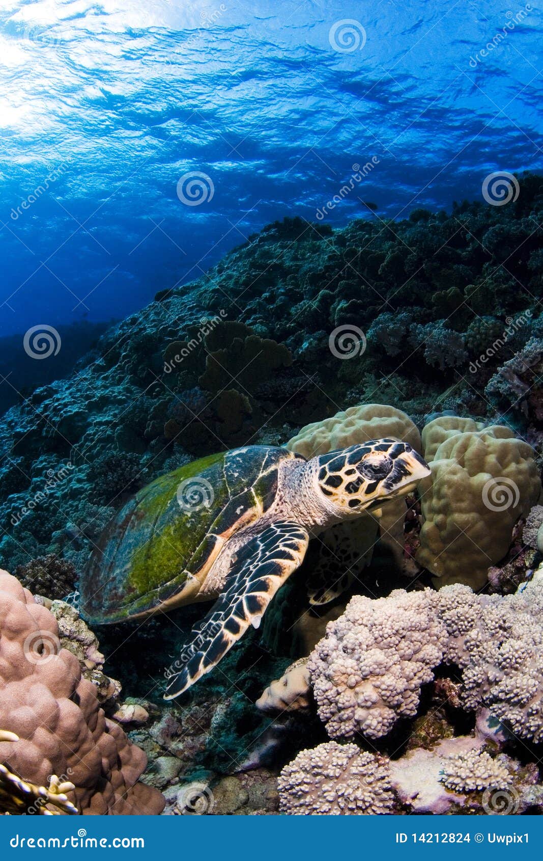 Sea turtle stock photo. Image of reef, sealife, reptile - 14212824
