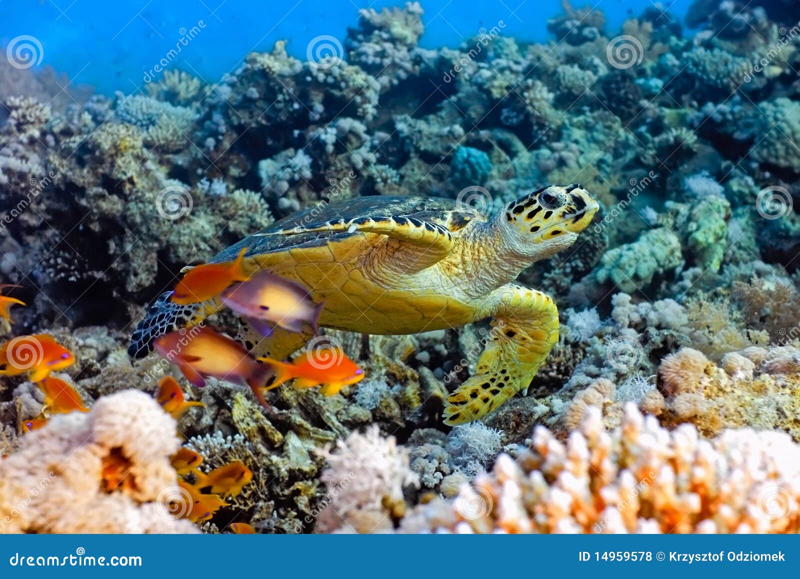 Sea Turtle Royalty Free Stock Photos - Image: 14959578