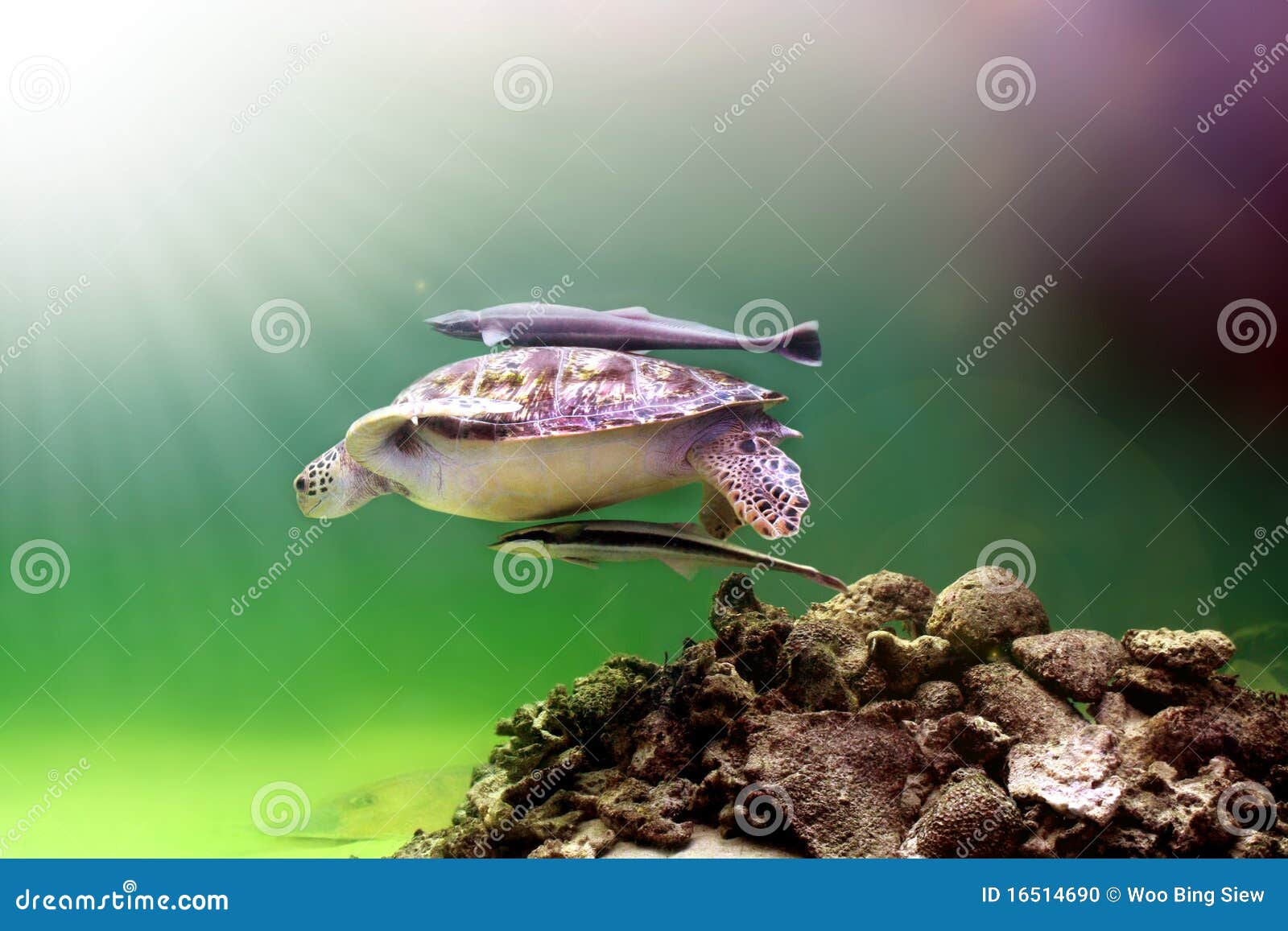 Sea turtle stock photo. Image of reef, undersea, ocean - 16514690