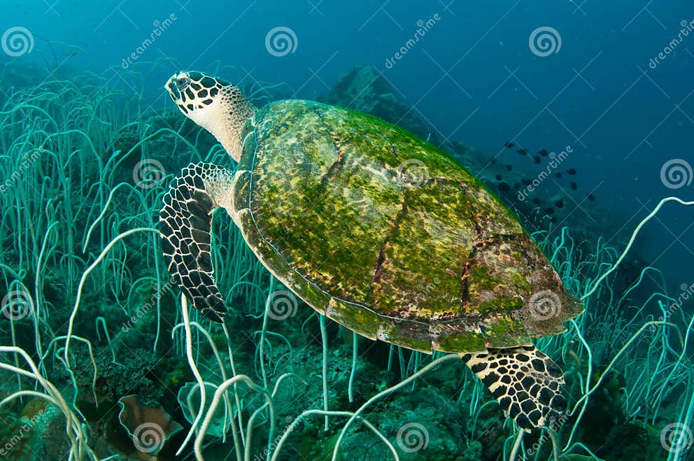 Sea Turtle stock image. Image of ocean, blue, whip, thailand - 19583097