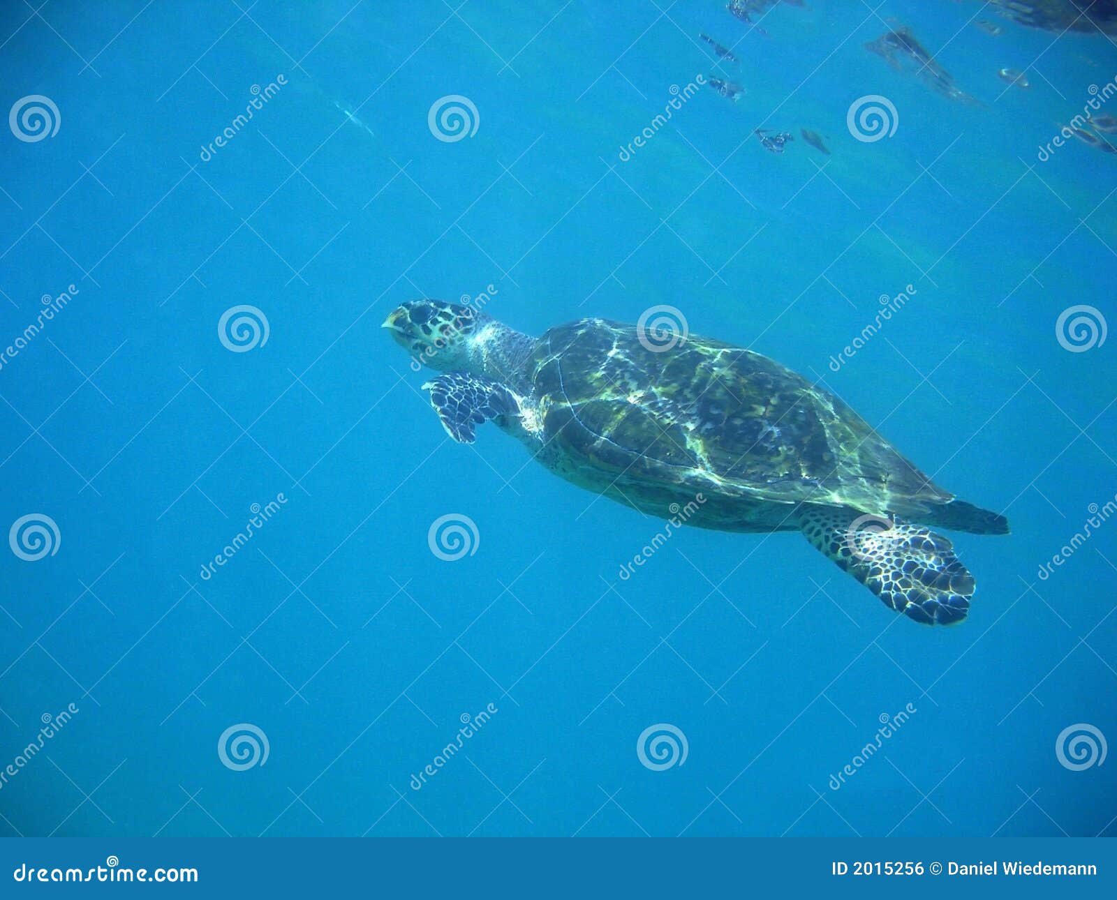 Sea Turtle stock photo. Image of tranquility, life, ocean - 2015256
