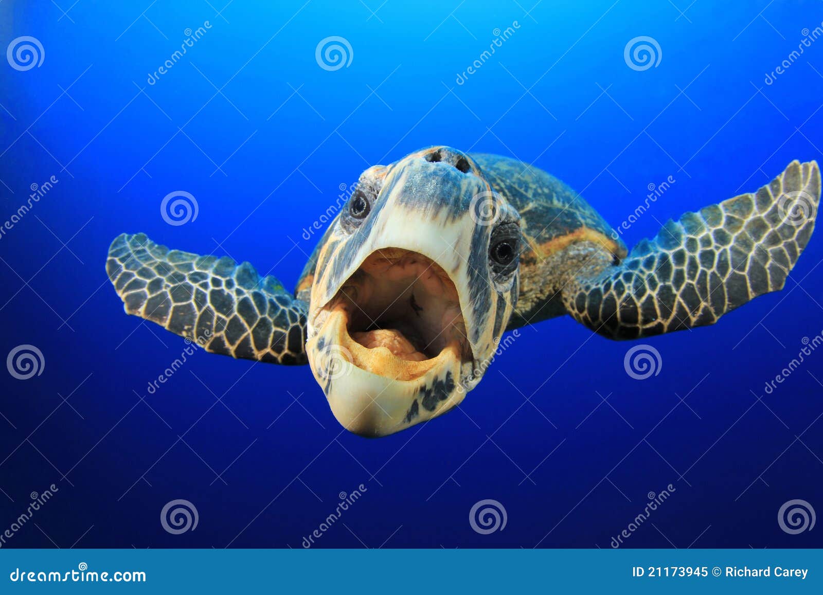 Sea Turtle stock image. Image of shout, egypt, marine - 21173945