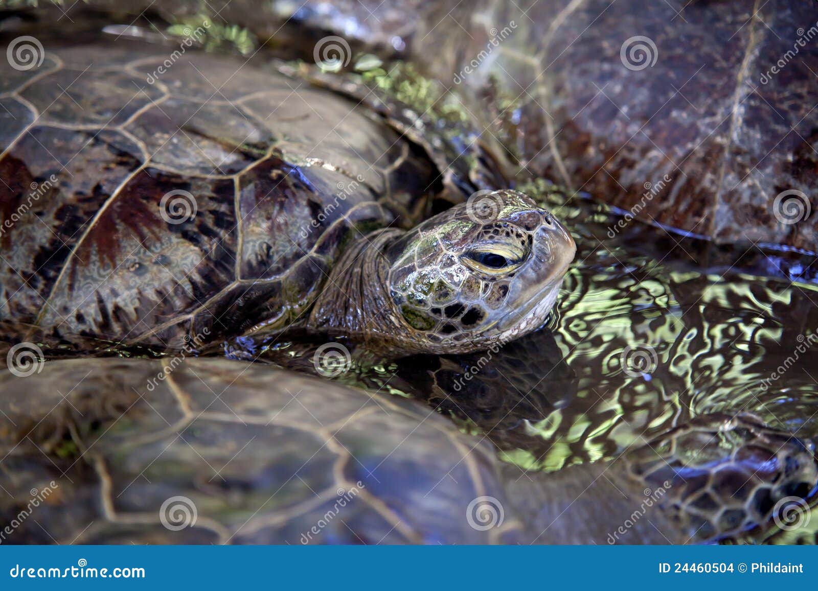 Sea turtle stock photo. Image of scuba, beautiful, gentle - 24460504