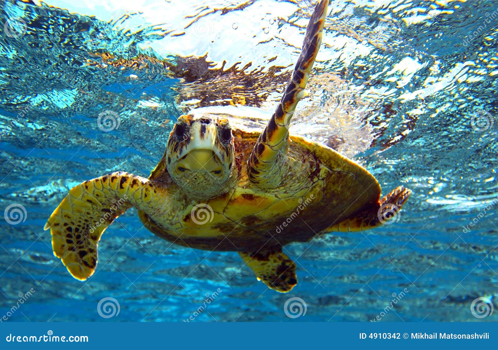 Sea turtle stock photo. Image of dive, snorkel, dream - 4910342