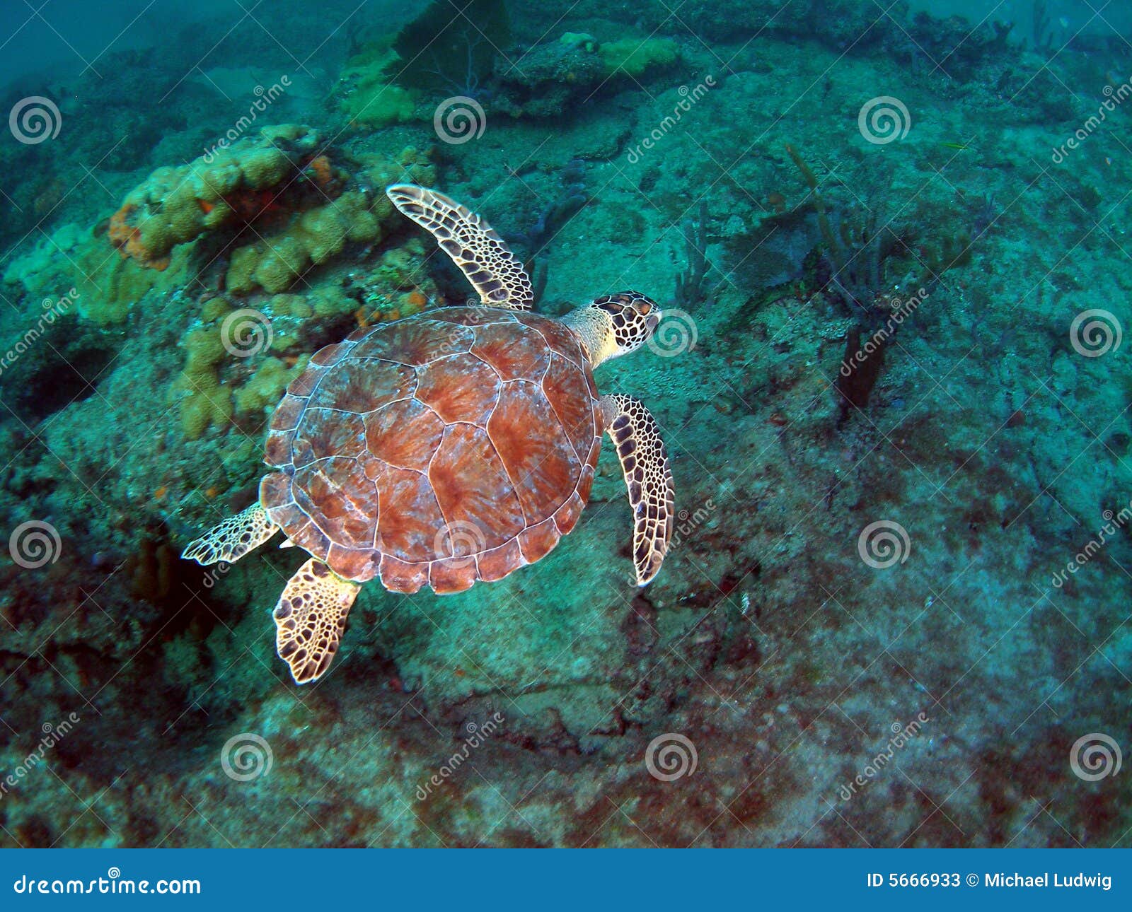 Loggerhead Sea Turtle stock image. Image of reefs, large - 5666933