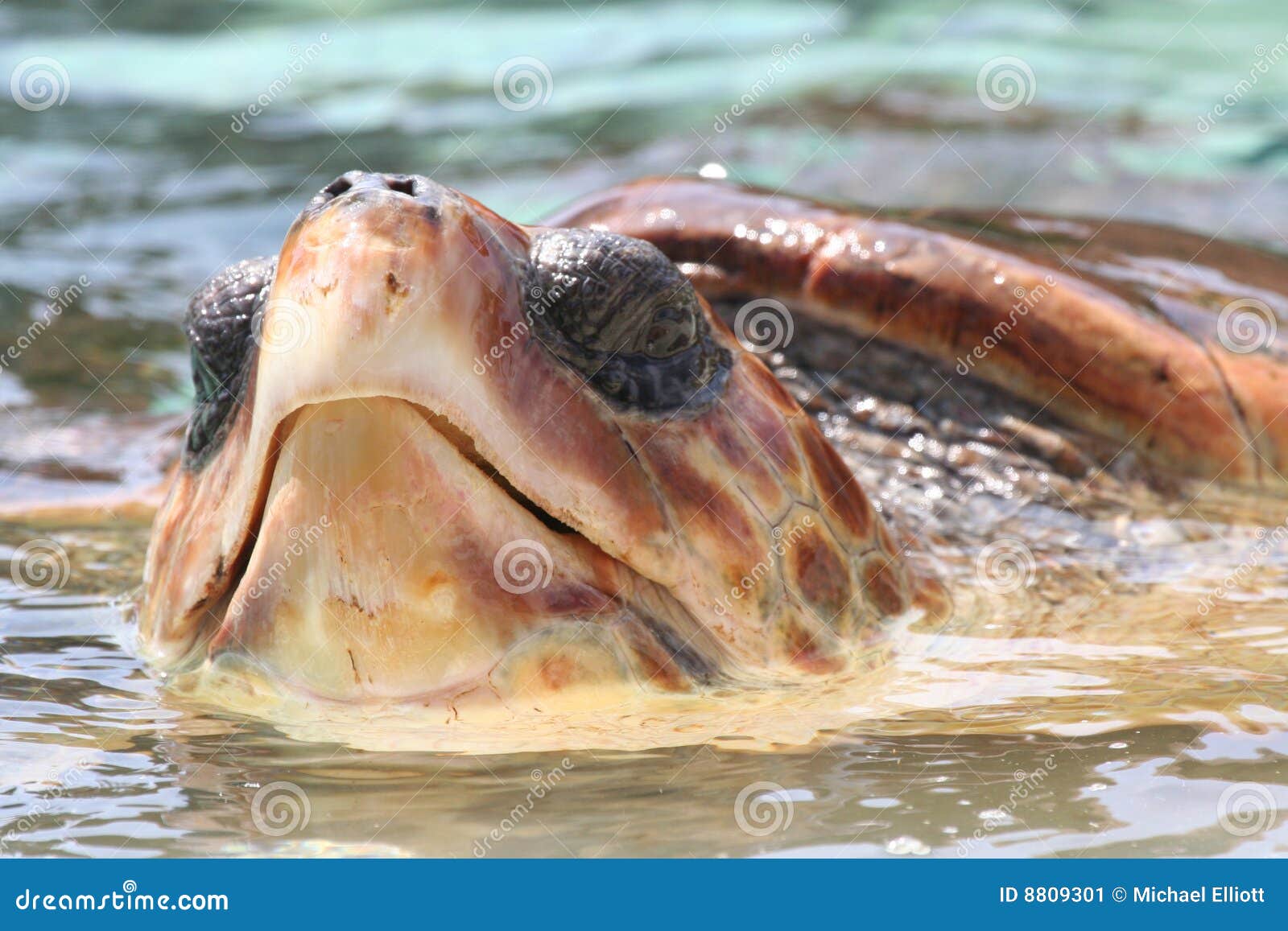 Sea Turtle stock image. Image of egglayer, mother, breathe - 8809301