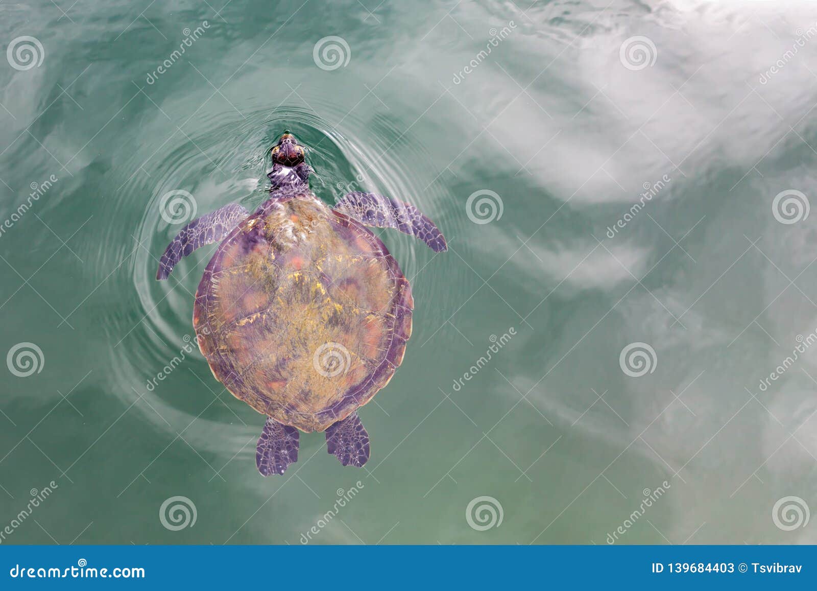 Sea Turtle Approaching Water Surface. Stock Image - Image of great ...
