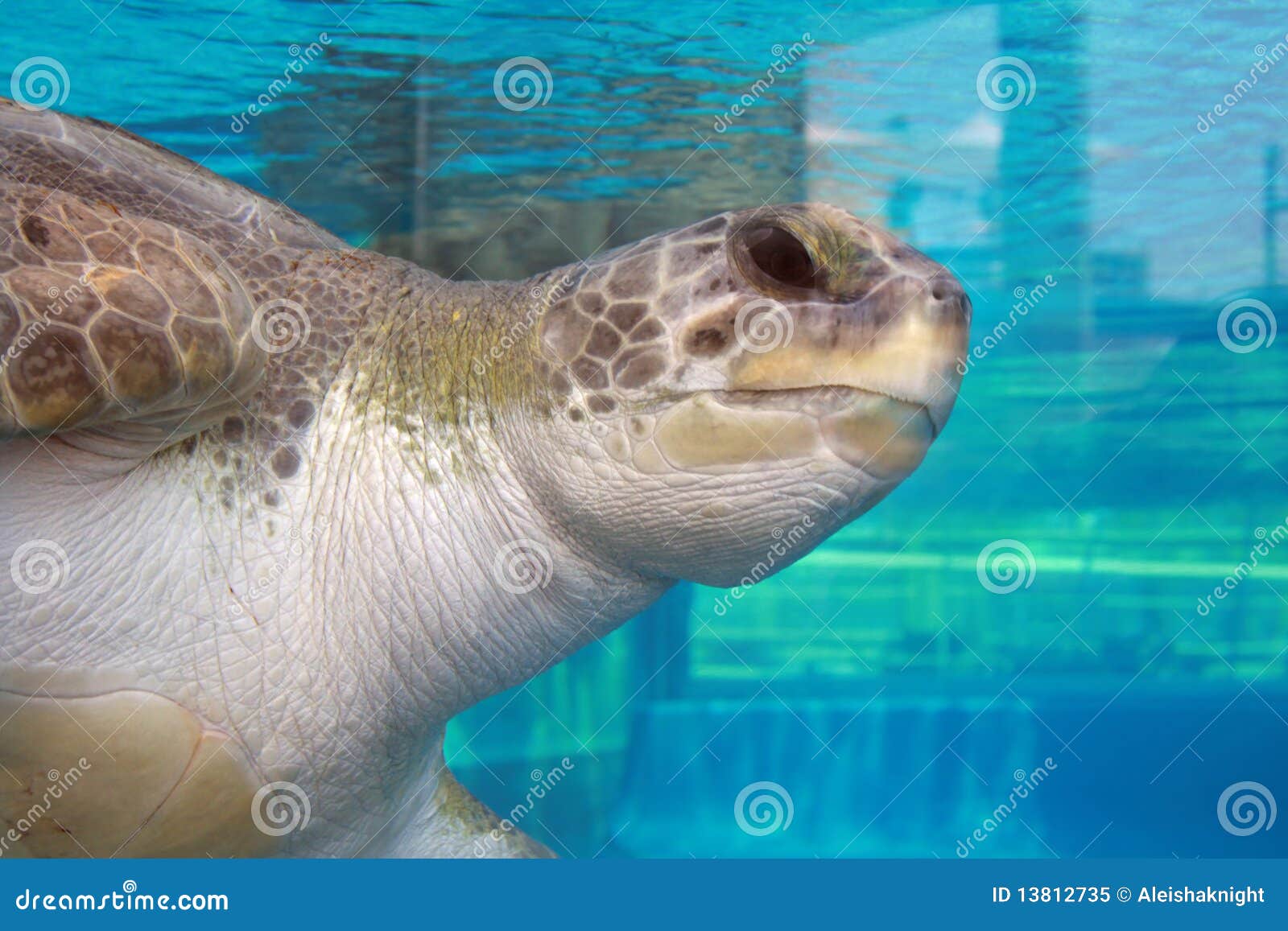 Sea Turtle at an Aquarium stock image. Image of marine - 13812735