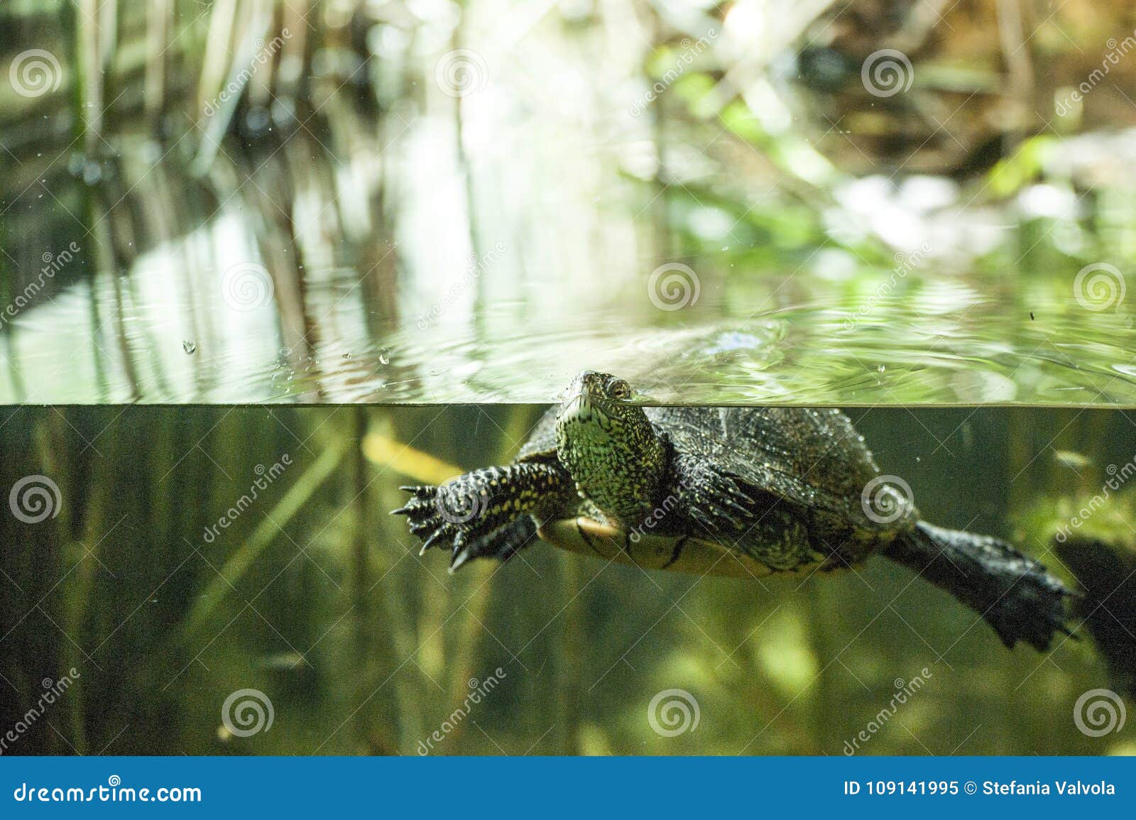 Sea turtle in the aquarium stock image. Image of water - 109141995