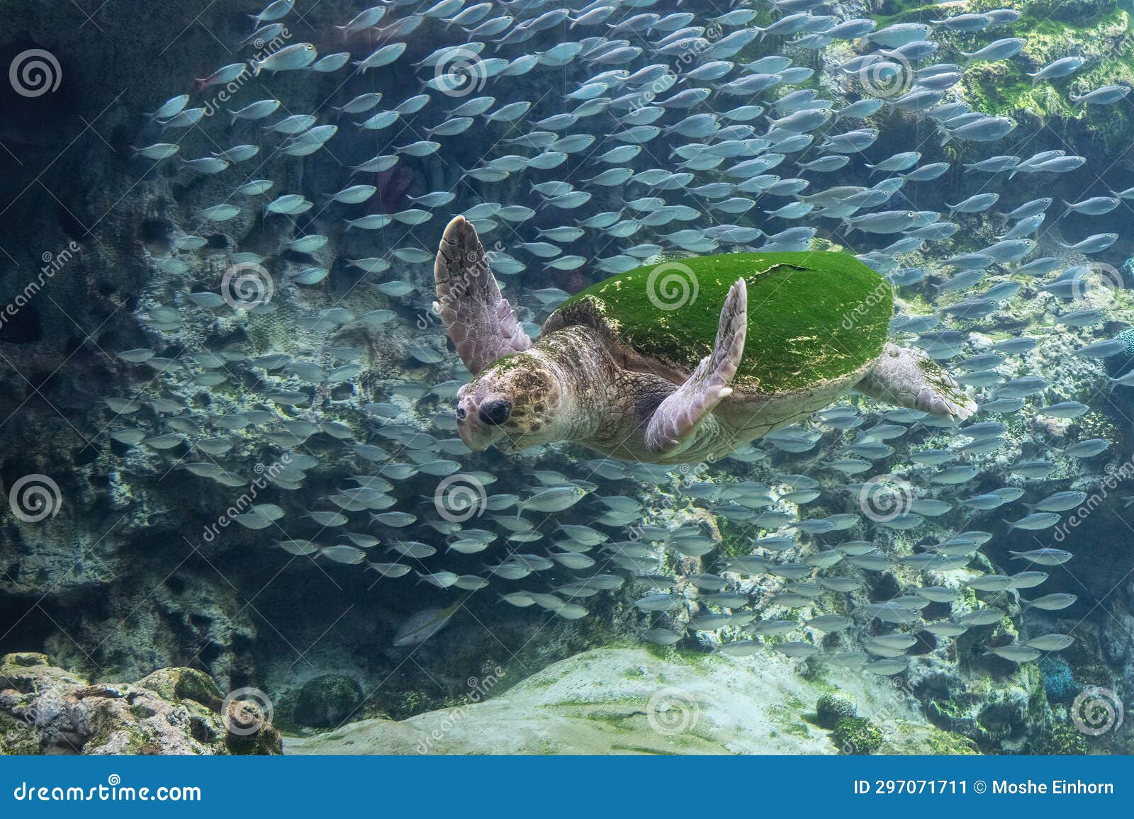 A Sea Turtle in an Aquarium Stock Image - Image of fish, reef: 297071711
