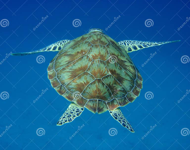 Sea turtle back stock photo. Image of pattern, water, back - 9826556