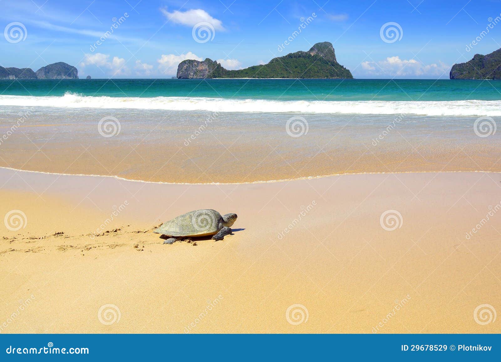 Sea turtle on a beach. stock image. Image of divesite - 29678529