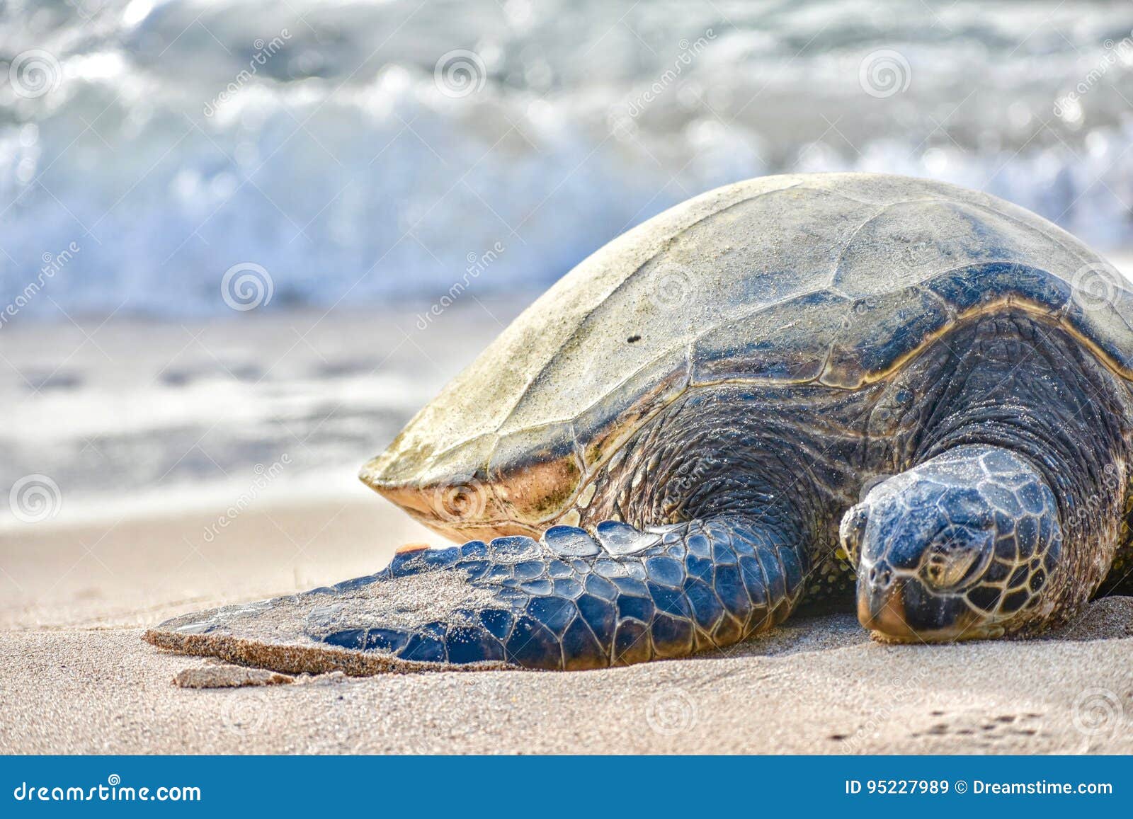 Sea Turtle on a Beach stock image. Image of turtle, hawaii - 95227989