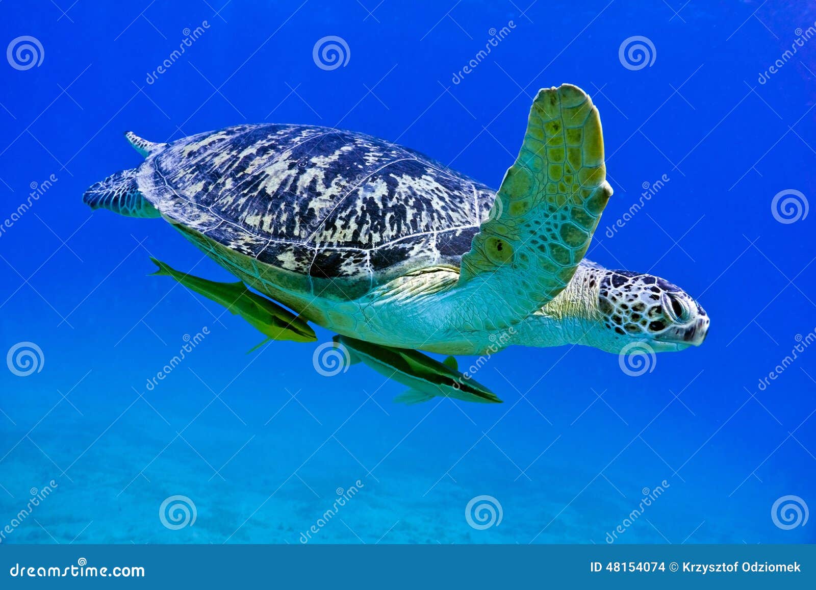 Sea turtle stock photo. Image of fauna, snorkel, divers - 48154074