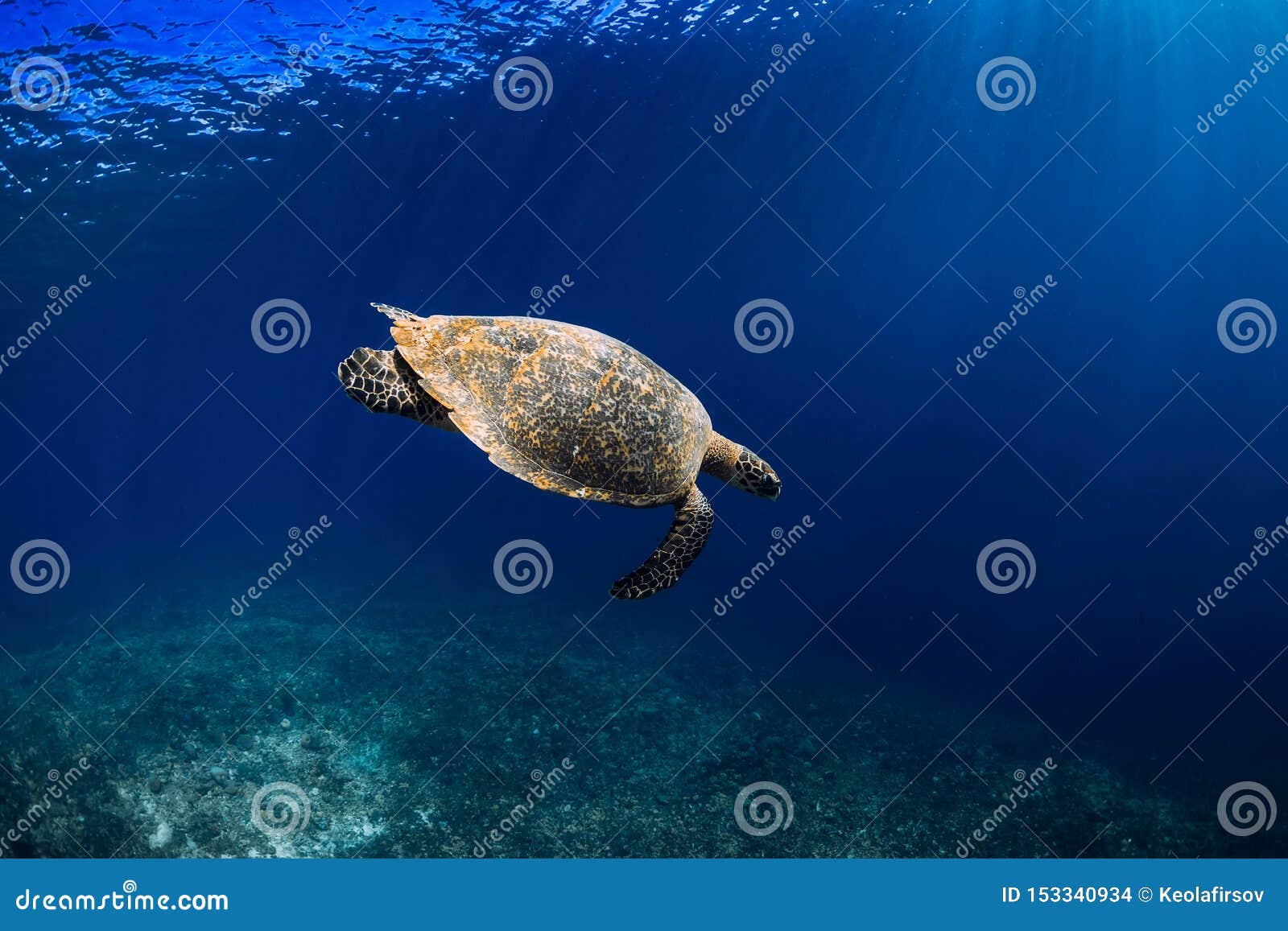 Sea Turtle in Blue Ocean. Green Sea Turtle at Depth Stock Photo - Image ...