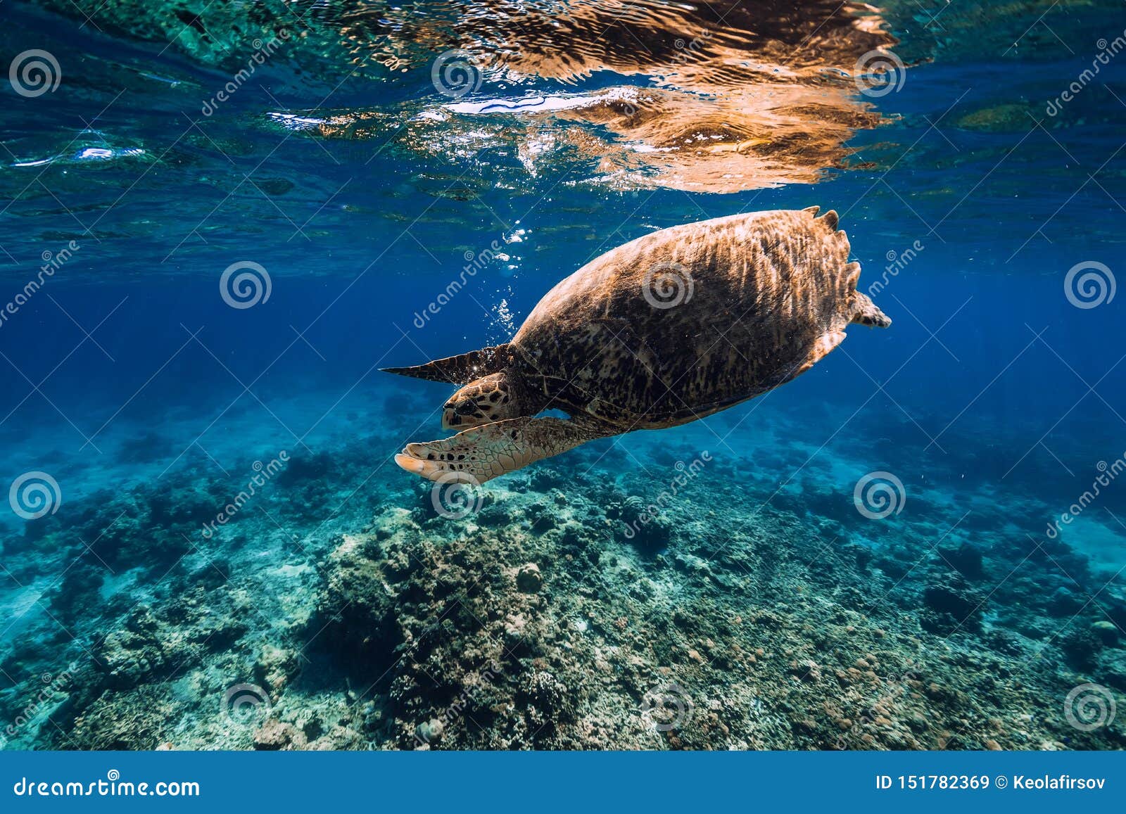 Sea Turtle in Blue Ocean. Green Sea Turtle Stock Image - Image of ...