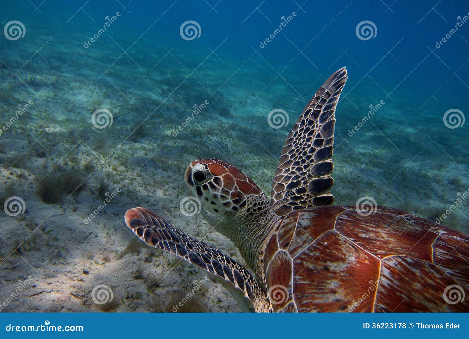 Sea turtle in the blue sea stock photo. Image of freediving - 36223178