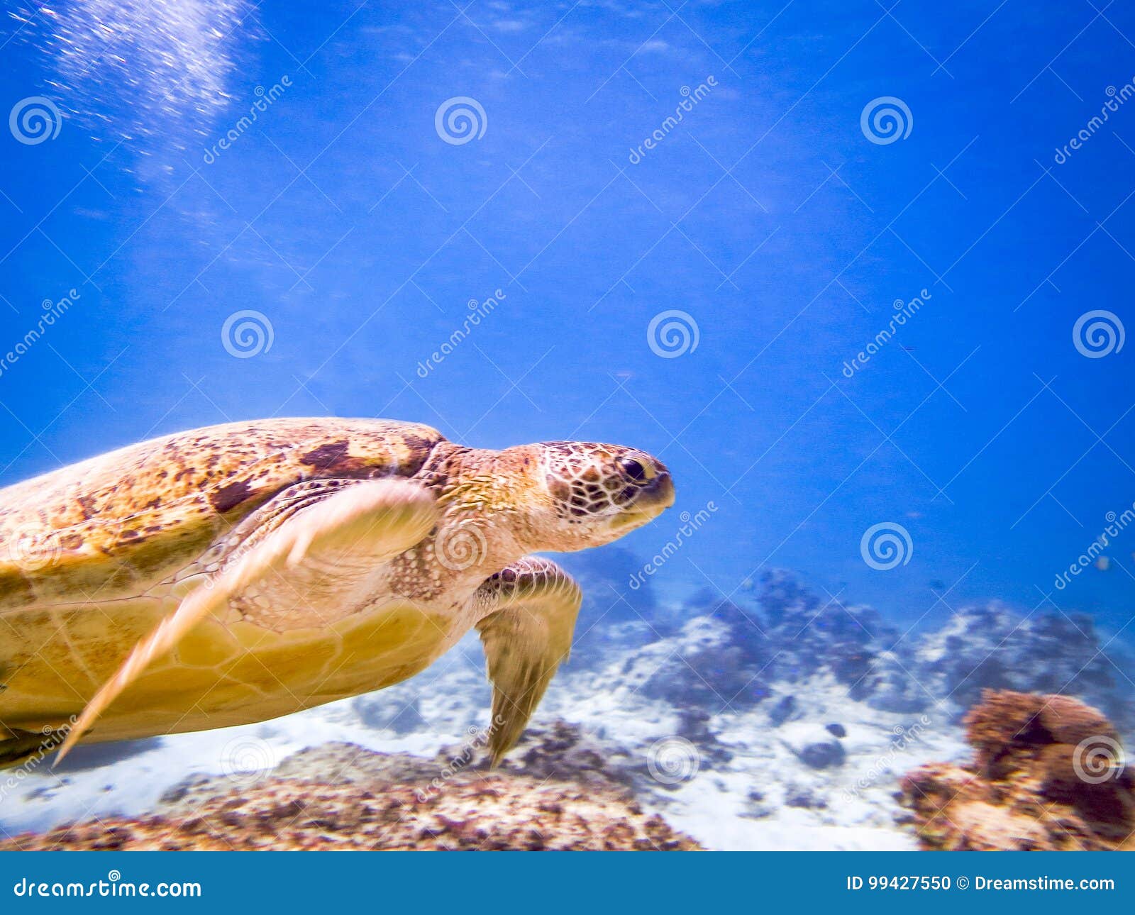 Sea turtle in the blue stock photo. Image of coral, tortle - 99427550