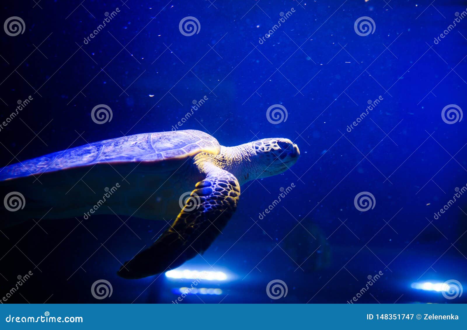 Sea Turtle in Blue Water Over Coral Reef Stock Image - Image of outdoor ...