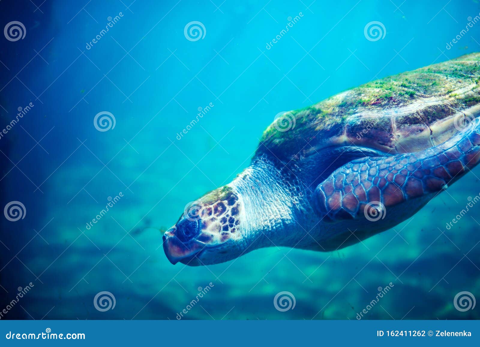 Sea Turtle in Blue Water Over Coral Reef Stock Photo - Image of nature ...