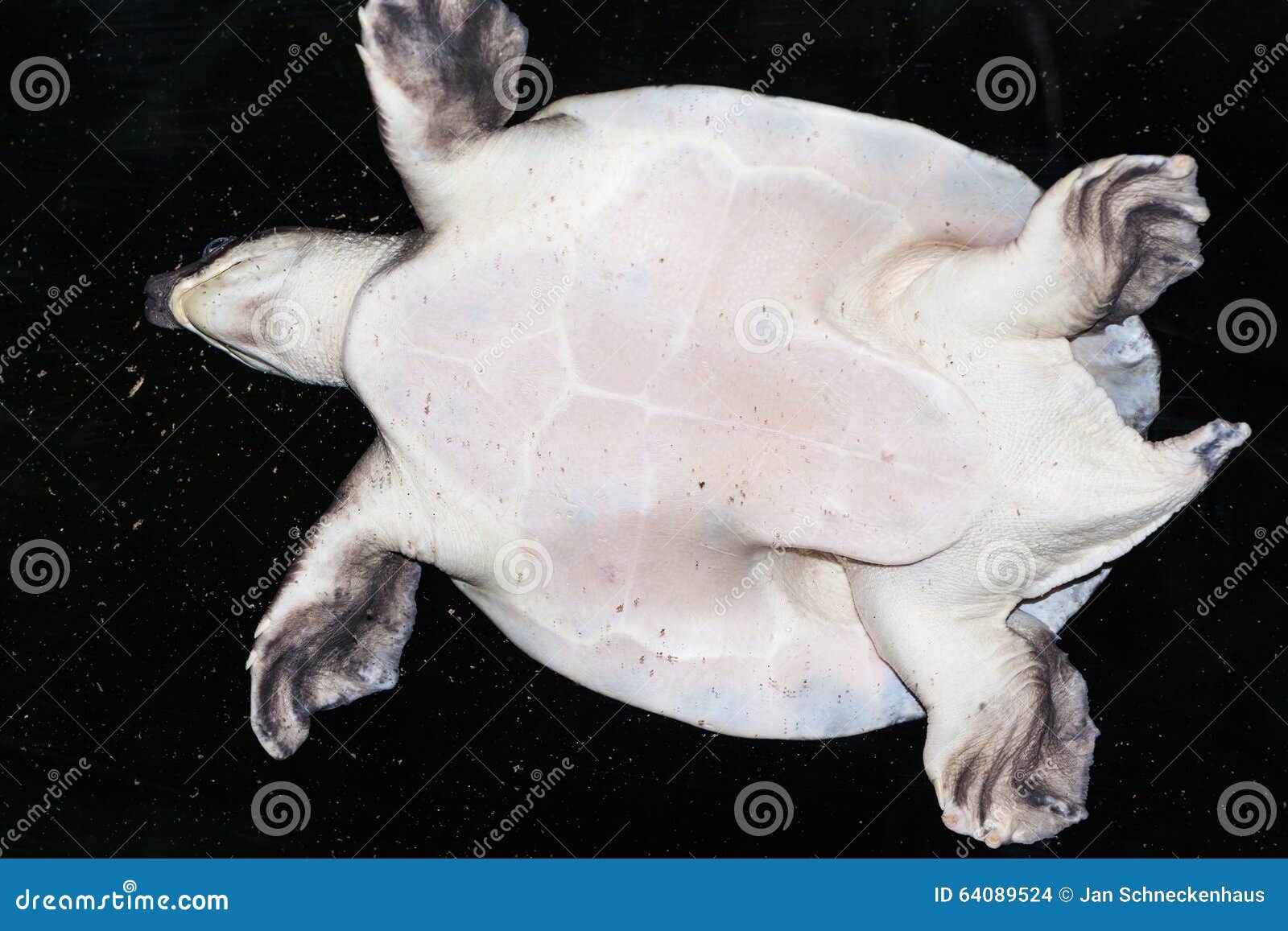 A Sea Turtle from the Bottom Stock Photo - Image of behavior, scuba ...