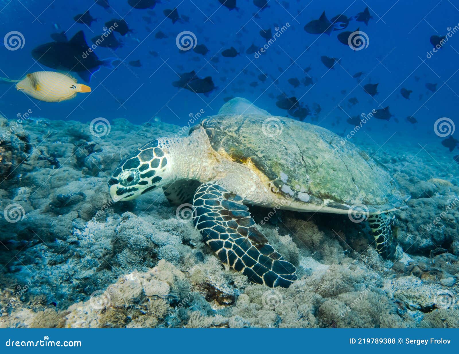 Sea Turtle at the Bottom of the Indian Ocean Stock Photo - Image of ...