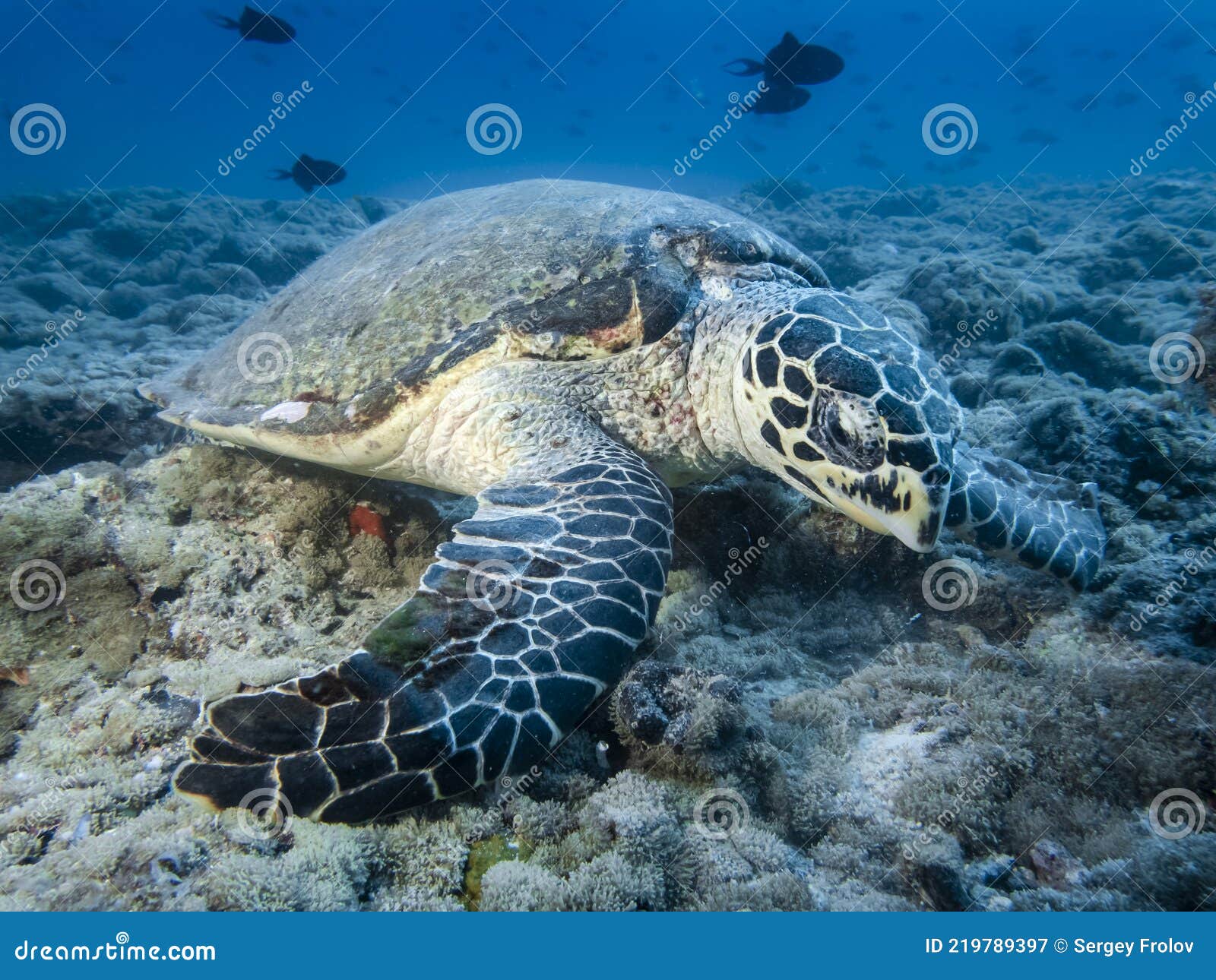 Sea Turtle at the Bottom of the Indian Ocean Stock Image - Image of ...