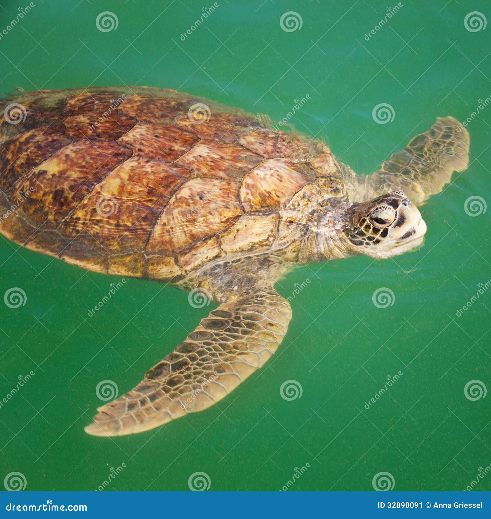 Sea Turtle in the Caribbean Stock Image - Image of shell, cayman: 32890091