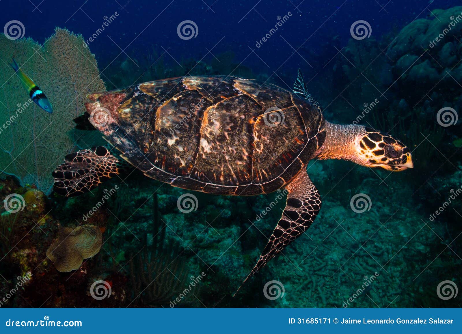 Sea turtle stock image. Image of ocean, belize, fish - 31685171