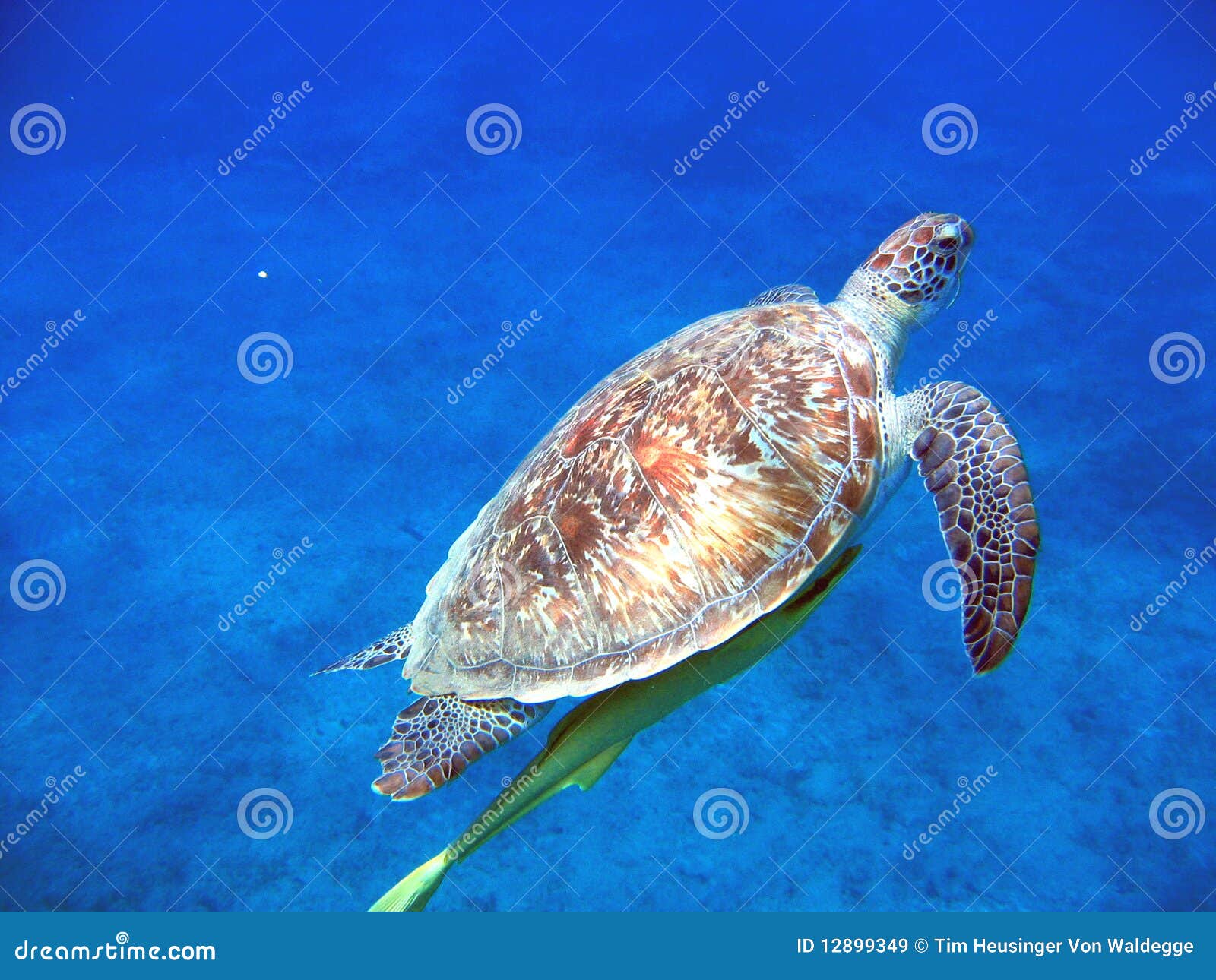 Sea Turtle (Chelonia Mydas) Stock Image - Image of blue, mydas: 12899349