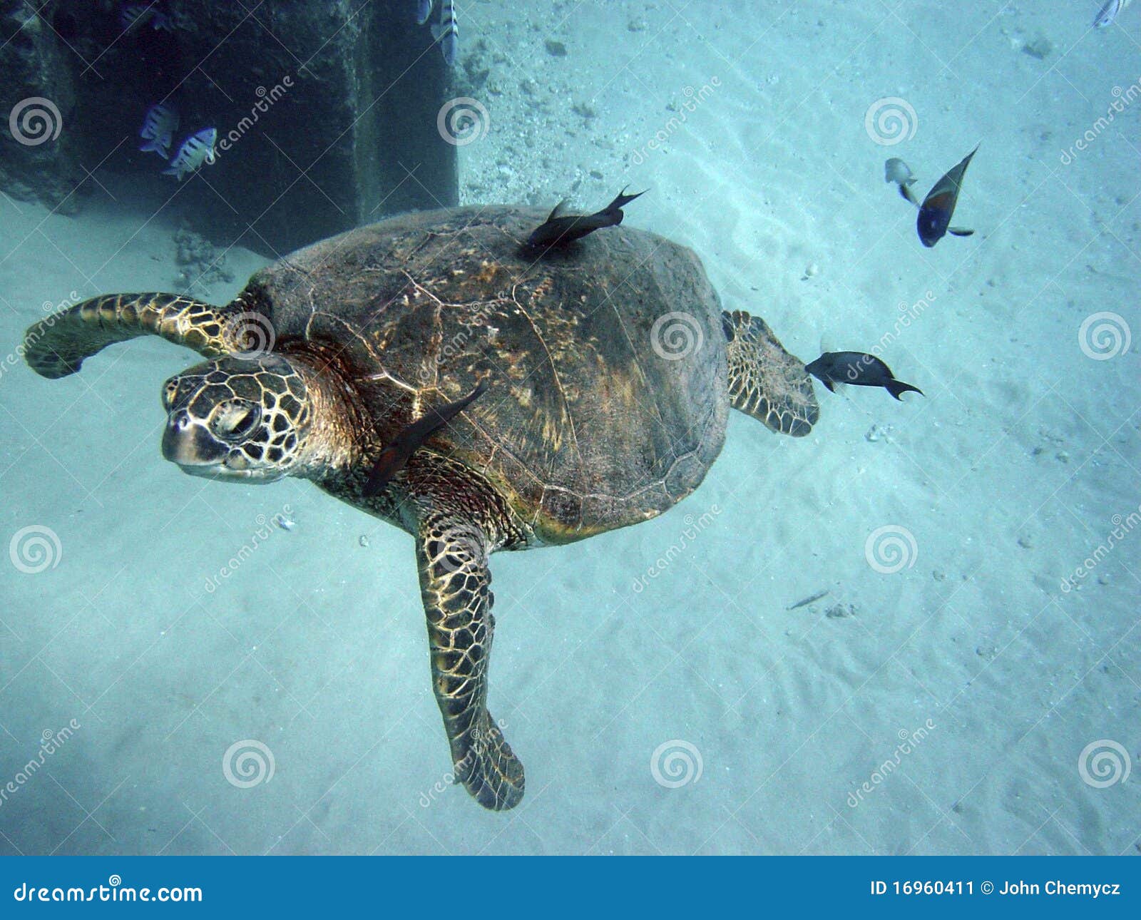 Sea Turtle Cleaning stock image. Image of animal, swimming - 16960411