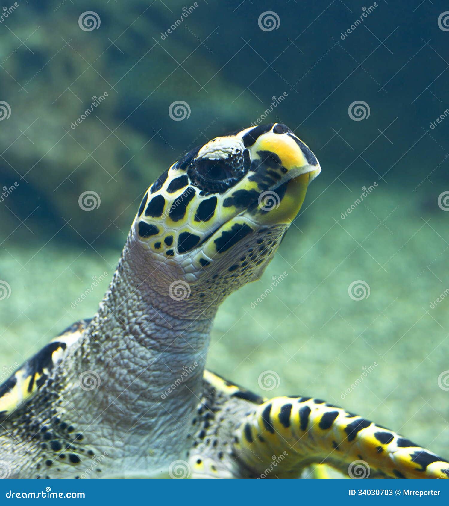 Sea turtle stock image. Image of endangered, underwater - 34030703