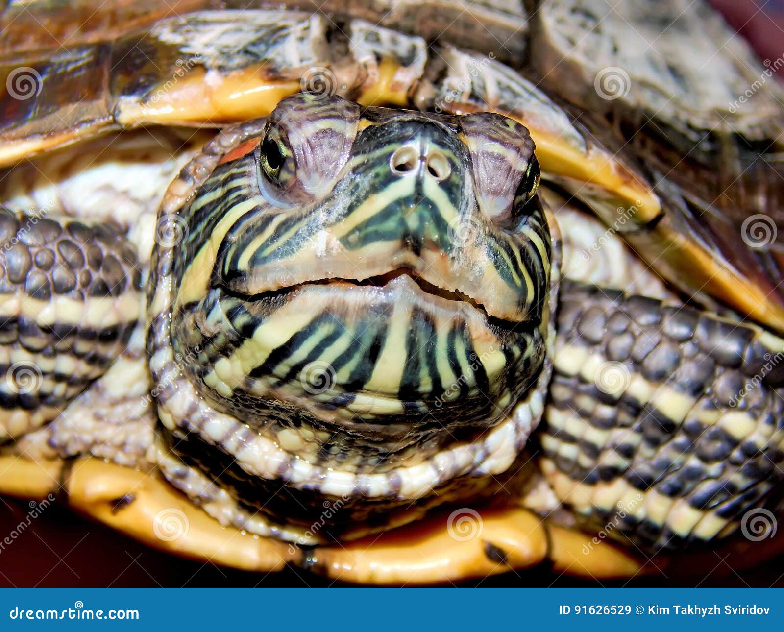 Sea turtle close-up stock image. Image of environment - 91626529