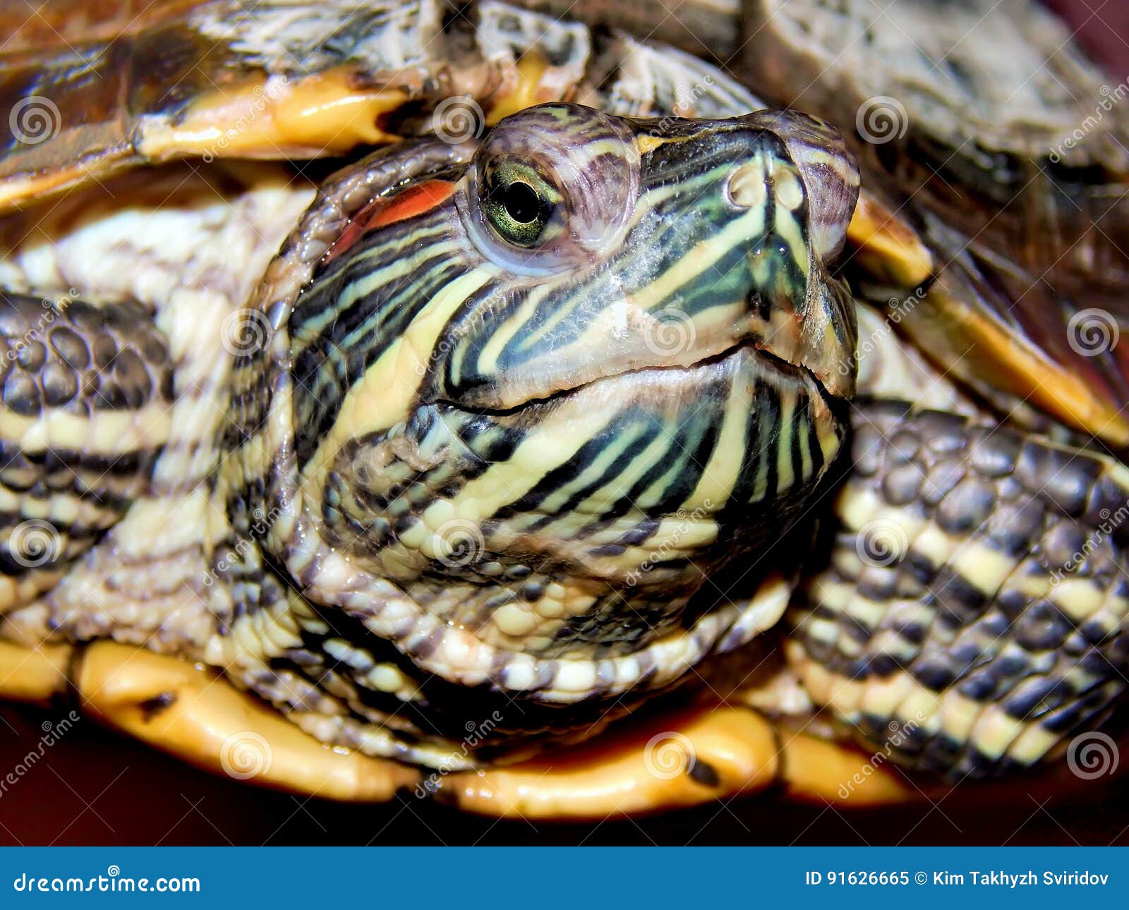Sea turtle close-up stock image. Image of beauty, tropical - 91626665