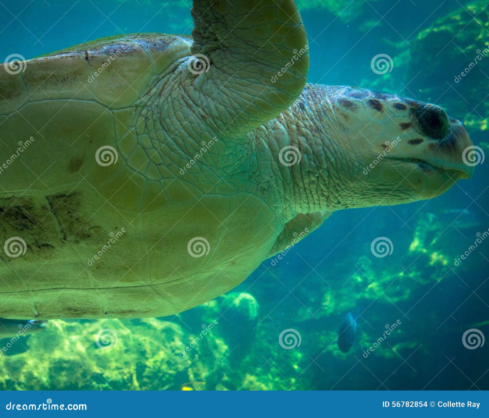 Sea Turtle Close up stock photo. Image of clear, close - 56782854