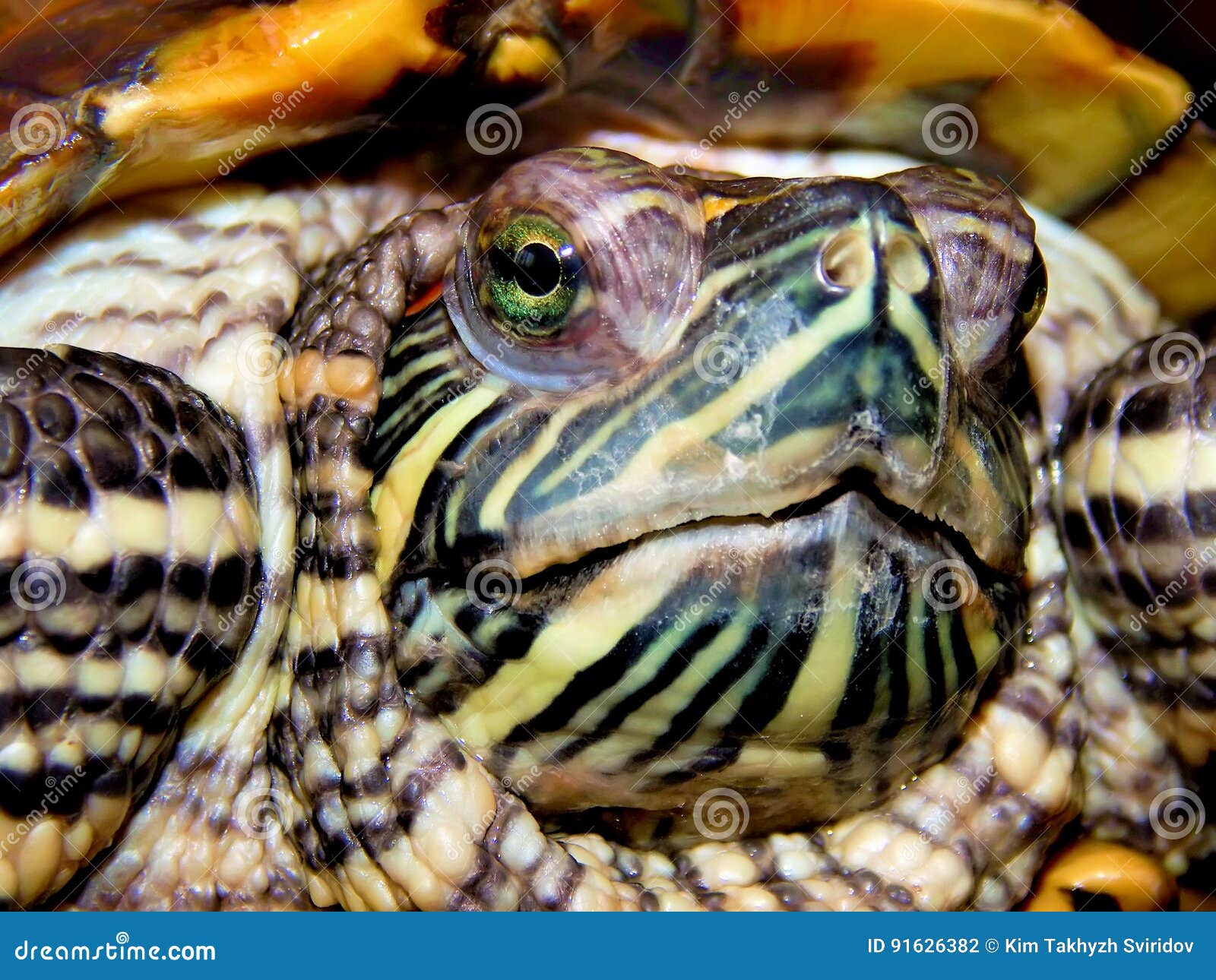 Sea turtle close-up stock photo. Image of tortoise, beauty - 91626382