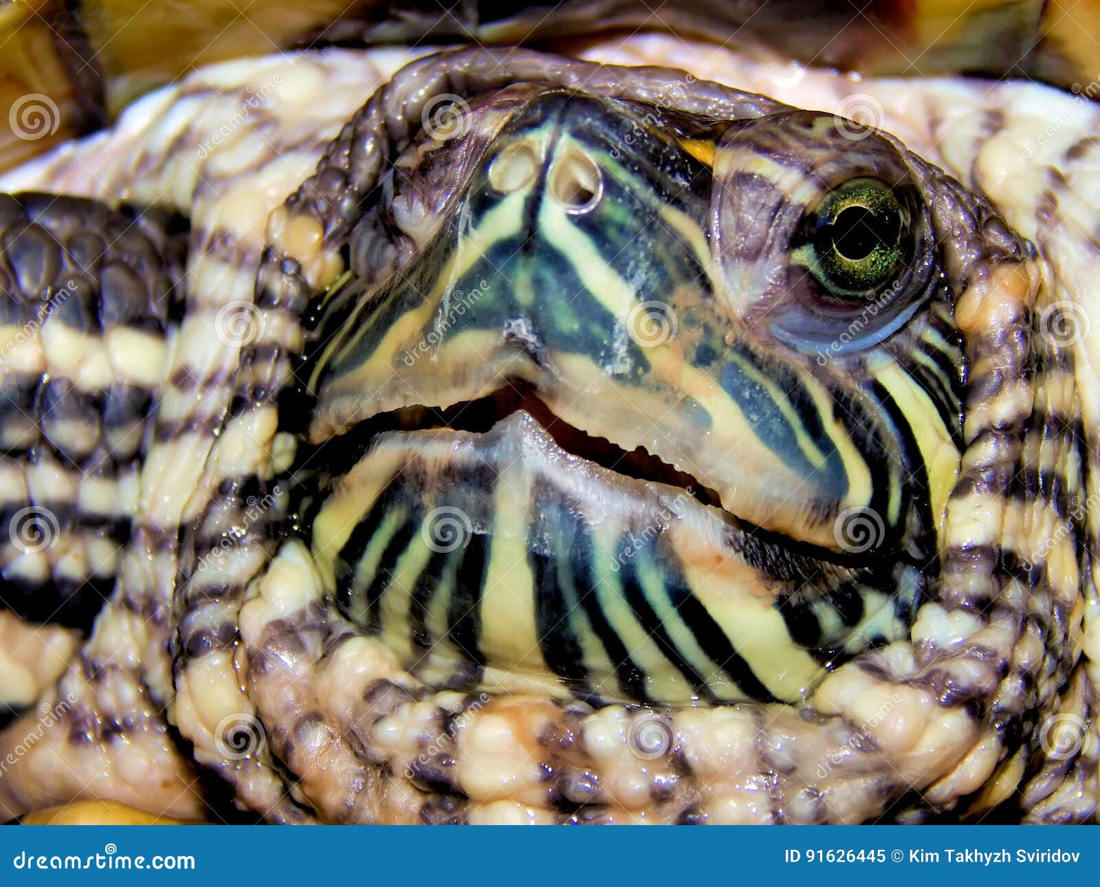 Sea turtle close-up stock image. Image of exotic, environment - 91626445