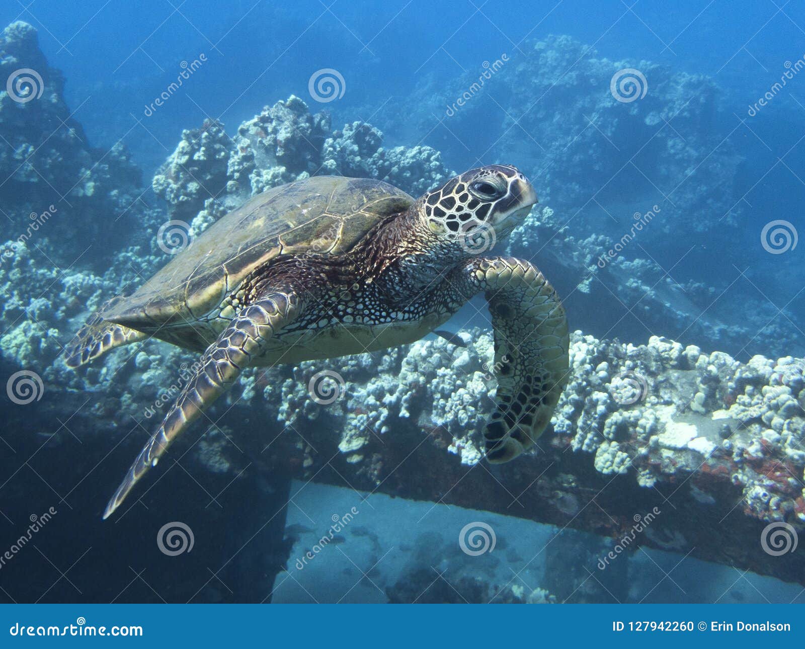 Sea Turtle Close Up Profile in Blue Ocean Over Reef and Pier Stock ...