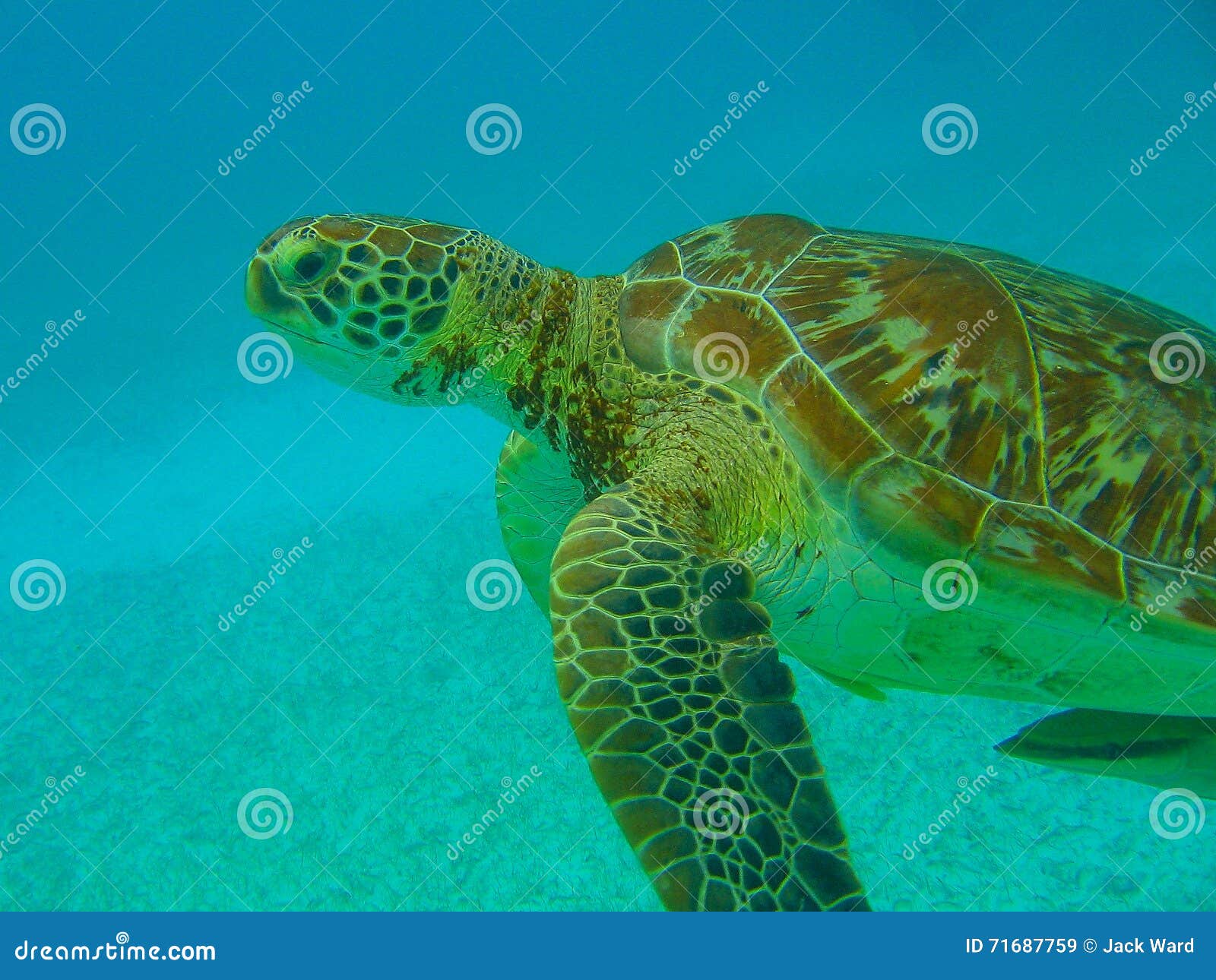 Sea Turtle stock image. Image of organism, aquatic, length - 71687759