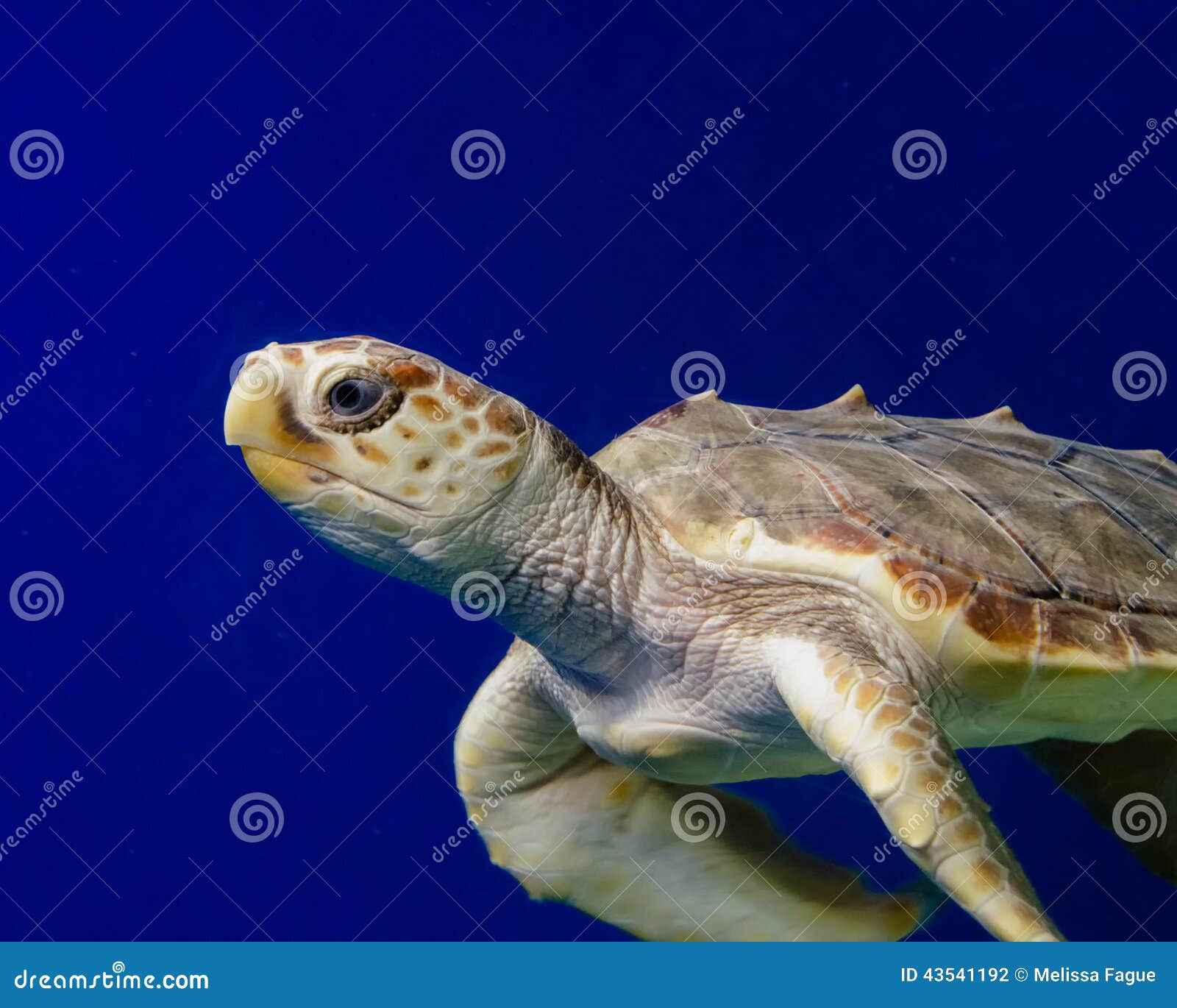 Sea Turtle 2 stock photo. Image of nature, turtle, wildlife - 43541192