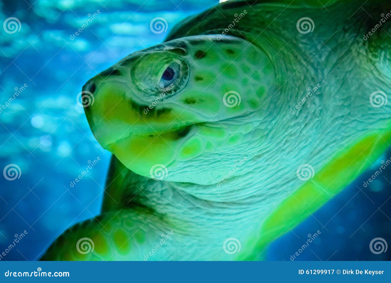 Sea turtle close up stock image. Image of natural, exotic - 61299917