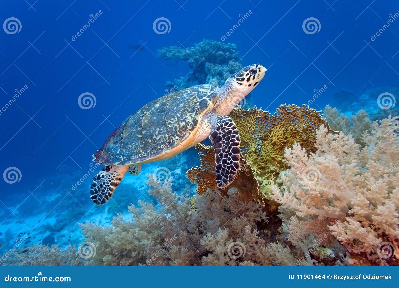 Sea Turtle on the Coral Reef Stock Photo - Image of butterfly, grass ...