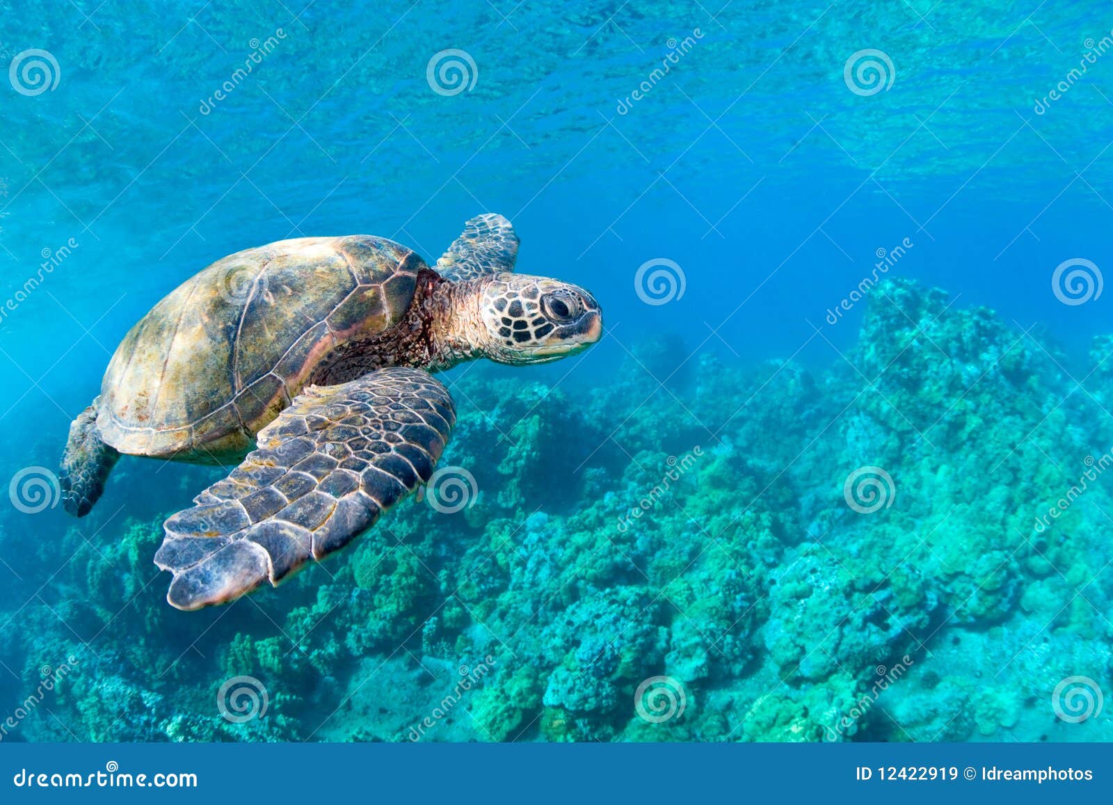 Sea turtle coral reef stock image. Image of space, reef - 12422919