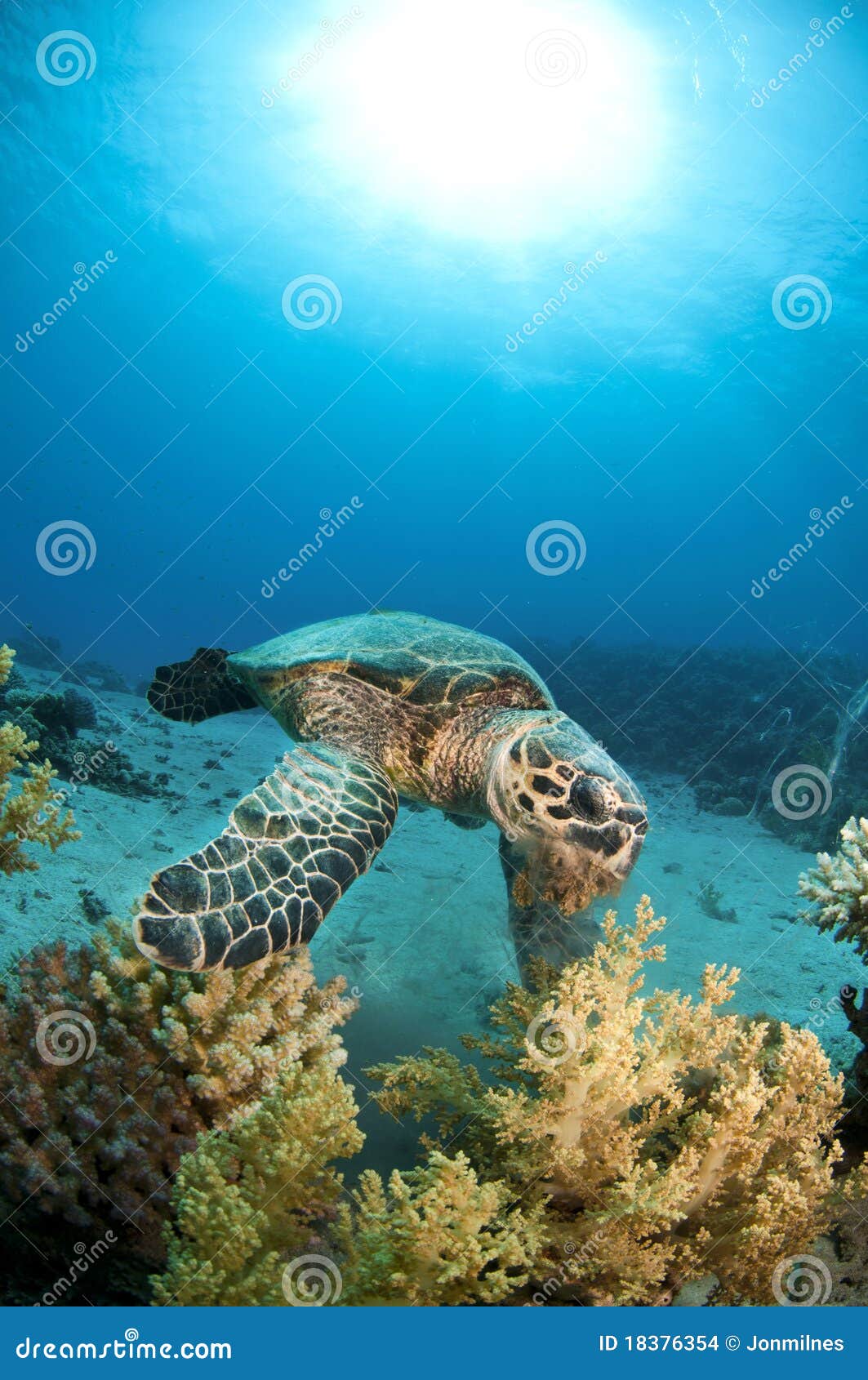 Sea turtle on coral reef stock photo. Image of egypt - 18376354